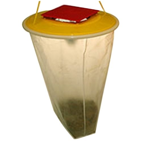 Red Top Fly Catcher - AFS